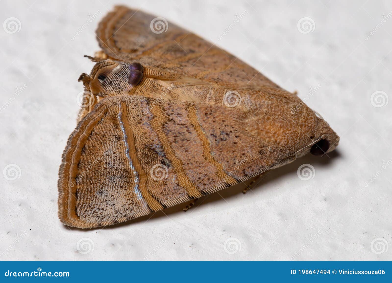 Brazilian Underwing moth stock photo. Image of animal - 198647494
