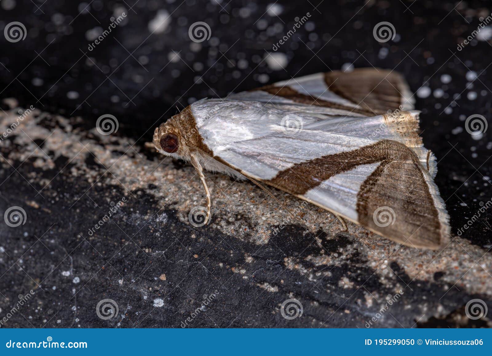 Underwing moth stock photo. Image of blue, entomology - 195299050