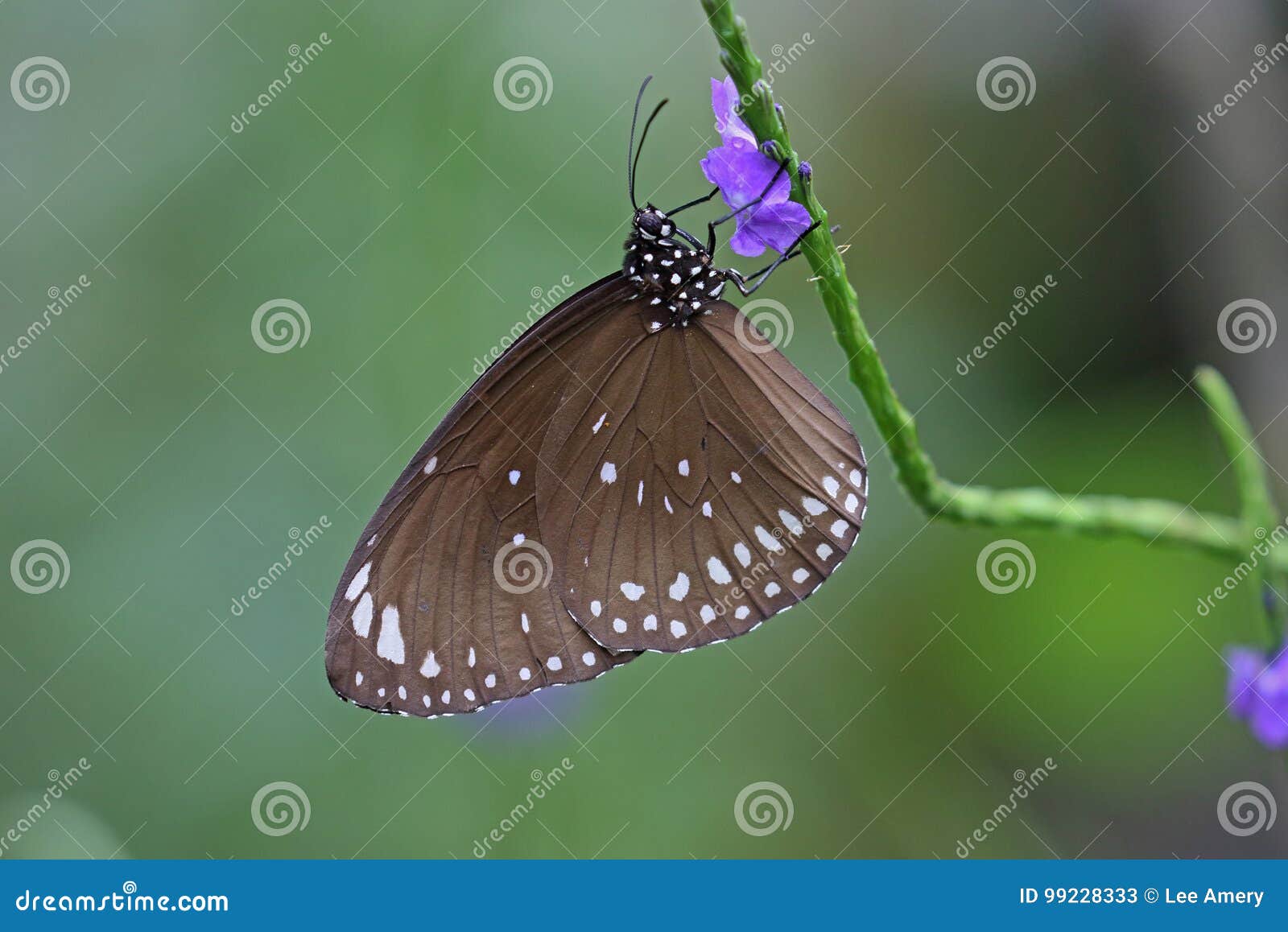 Blue spotted Crow stock image. Image of butterfly, macro - 99228333