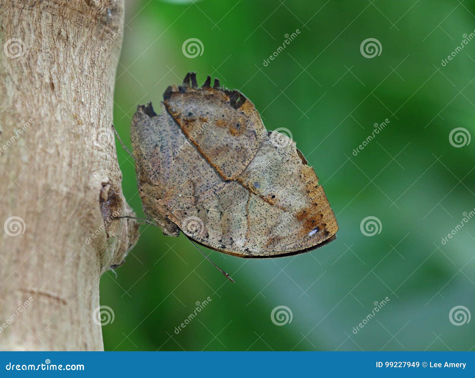 Indian leaf Butterfly stock image. Image of wildlife - 99227949