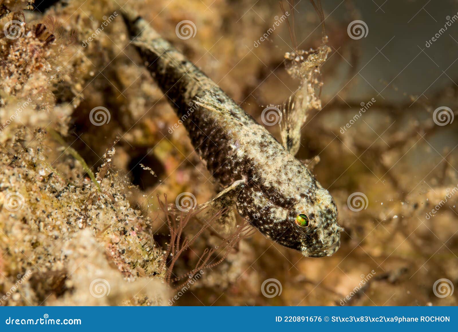 Undetermined Dwarfgoby or Sandgoby Fish Stock Photo - Image of asia ...