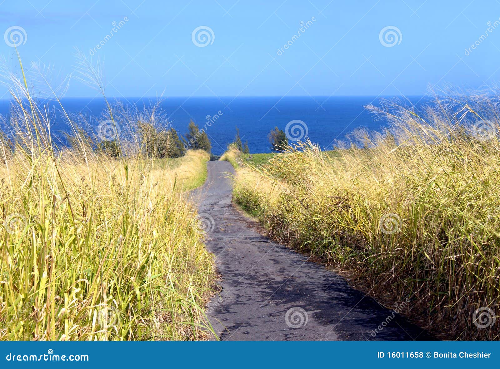 Undeveloped Hawaiian Land stock photo. Image of disappearing - 16011658