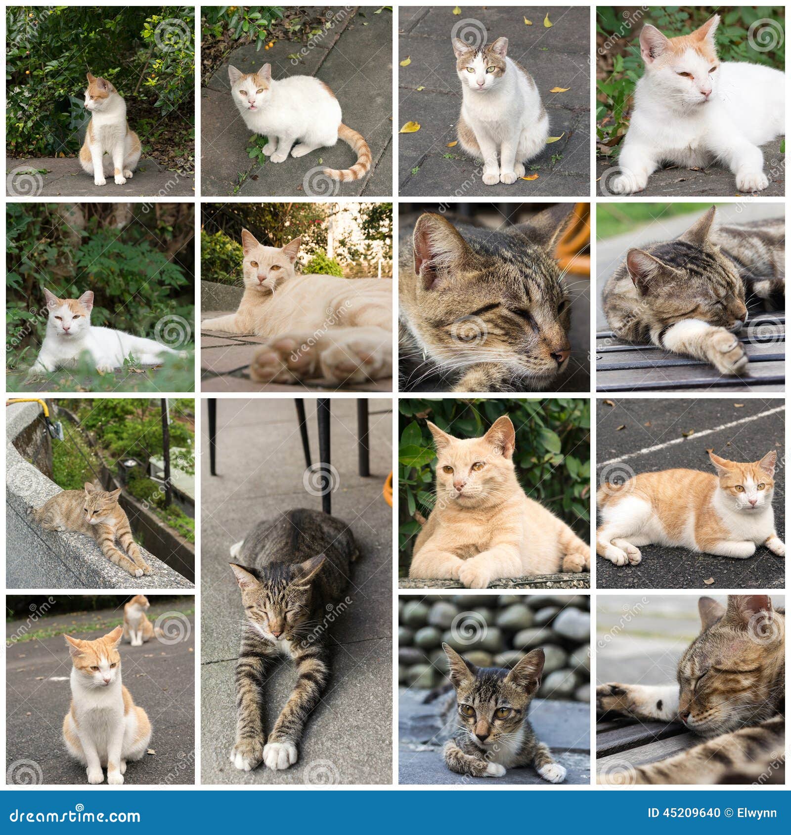 Undomesticated cat stock photo. Image of taipei, outdoor - 45209640