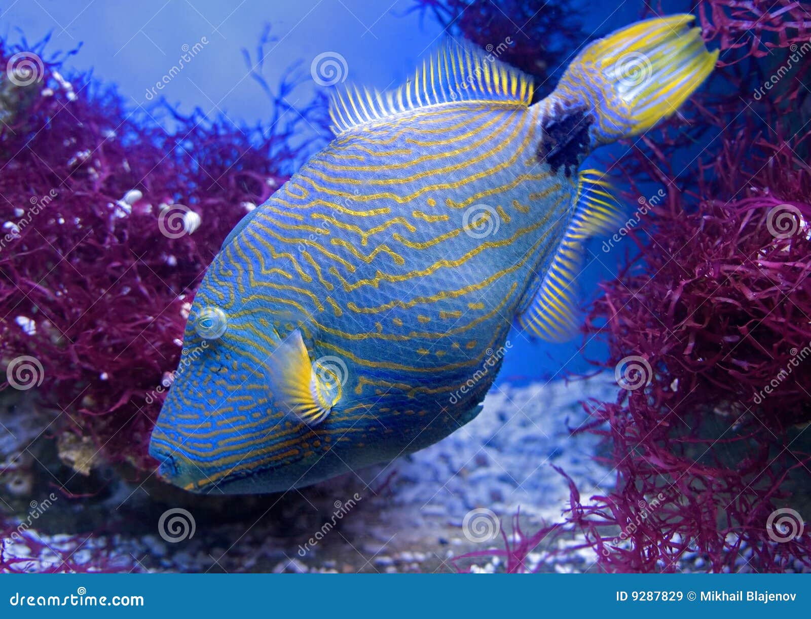 Undulate el triggerfish 1 imagen de archivo. Imagen de coral - 9287829