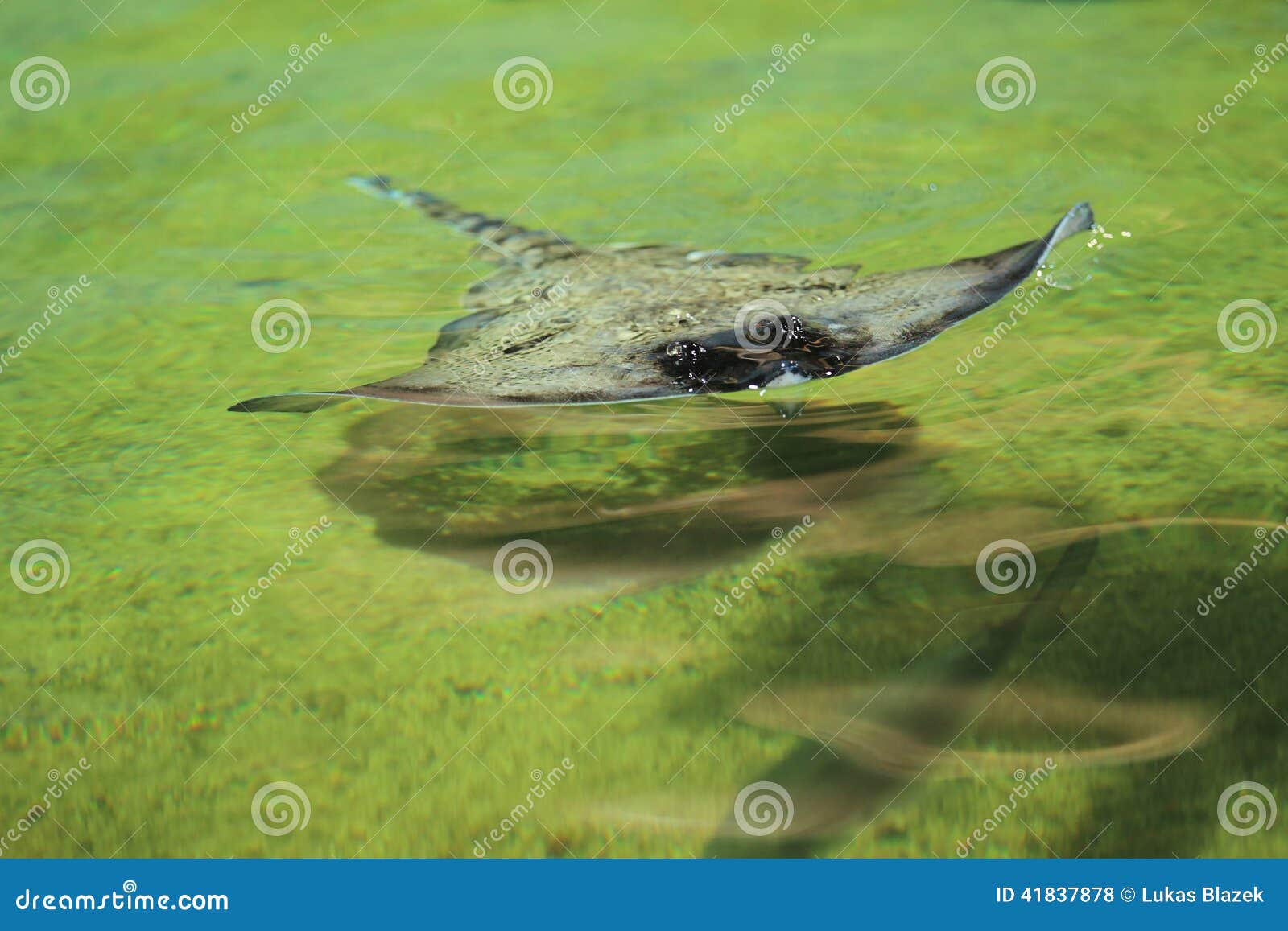 Undulate ray stock photo. Image of water, undulata, raja - 41837878