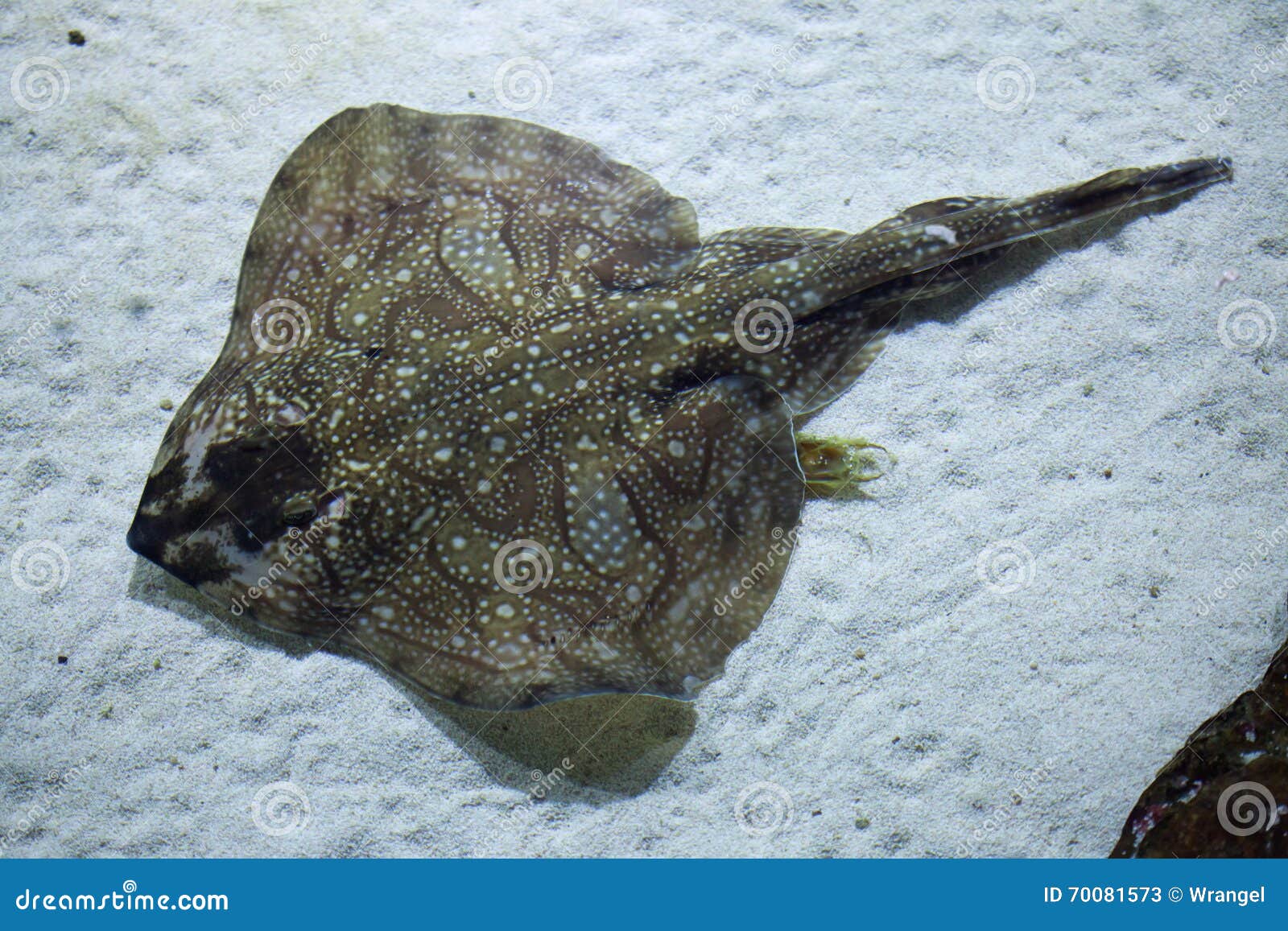 Undulate Ray (Raja Undulata). Stock Image - Image of fish, water: 70081573