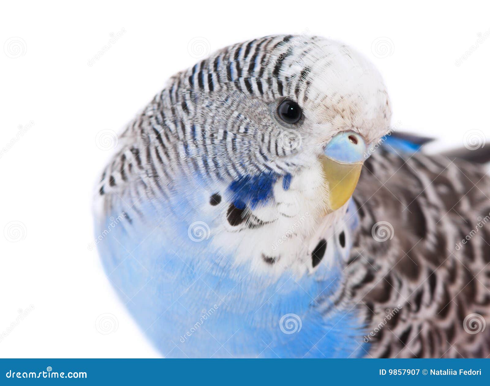 Undulated grass parrakeet stock image. Image of colour - 9857907