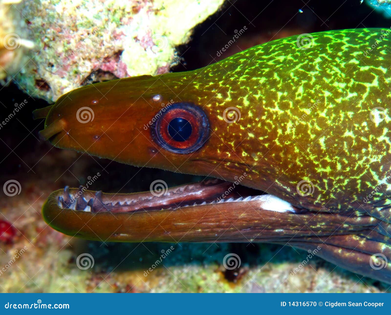 Undulated Moray Eel, Gymnothorax Undulatus, At A Puerto Galera Tropical ...