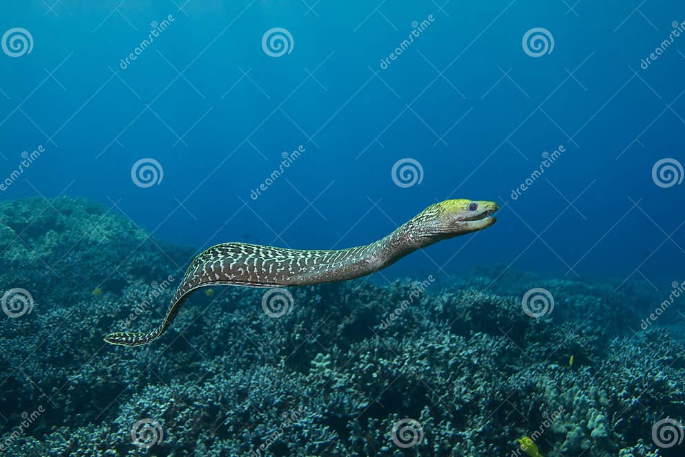 Undulated Moray Eel stock photo. Image of kailua, marine - 22109560