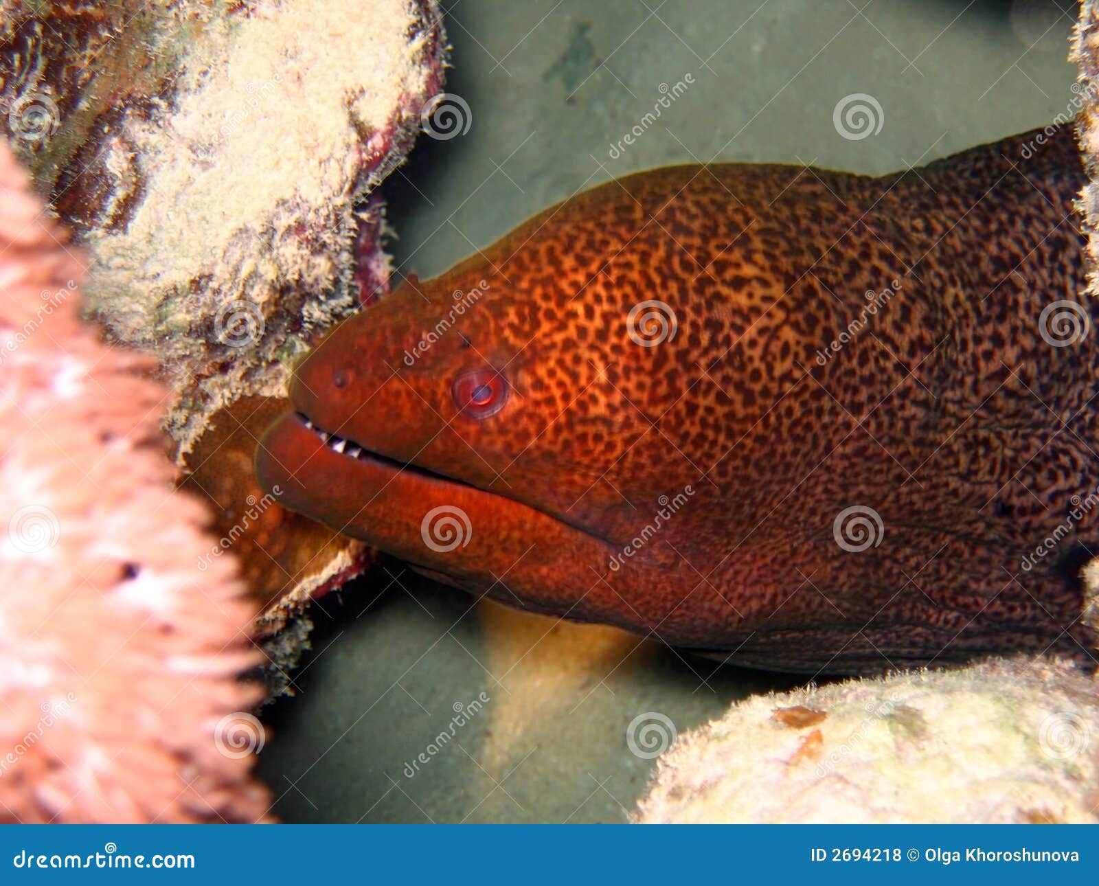 Undulated Moray Eel, Gymnothorax Undulatus, At A Puerto Galera Tropical ...