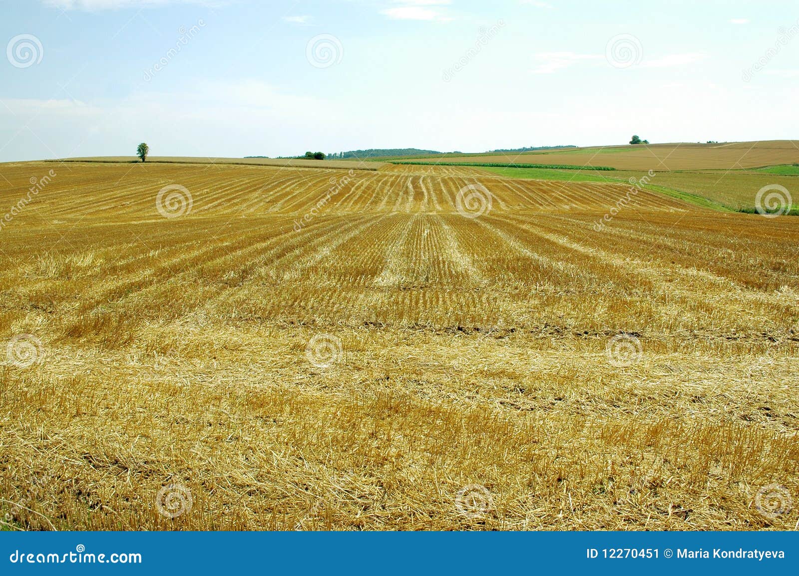 The undulating field . stock image. Image of field, hilly - 12270451