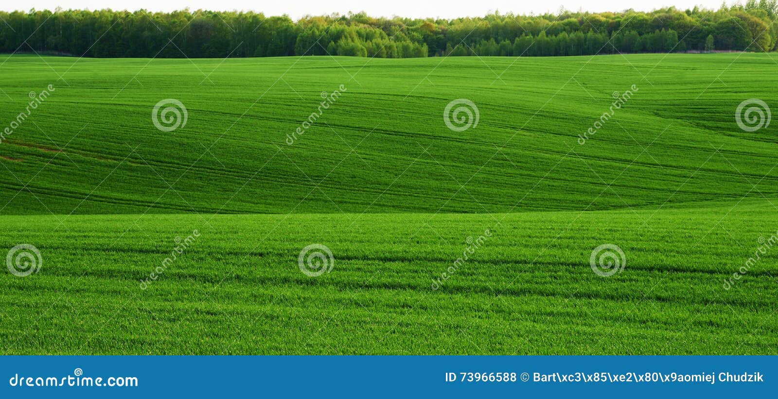 Undulating wheat field stock photo. Image of green, planting - 73966588