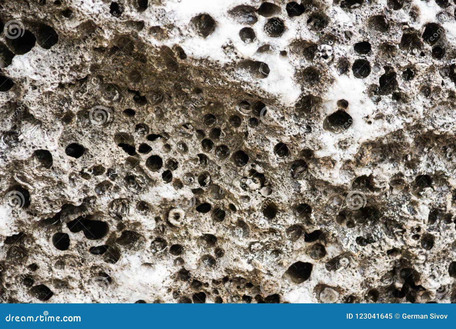 Une éponge En Pierre Poreuse Image stock - Image du texture, détail ...