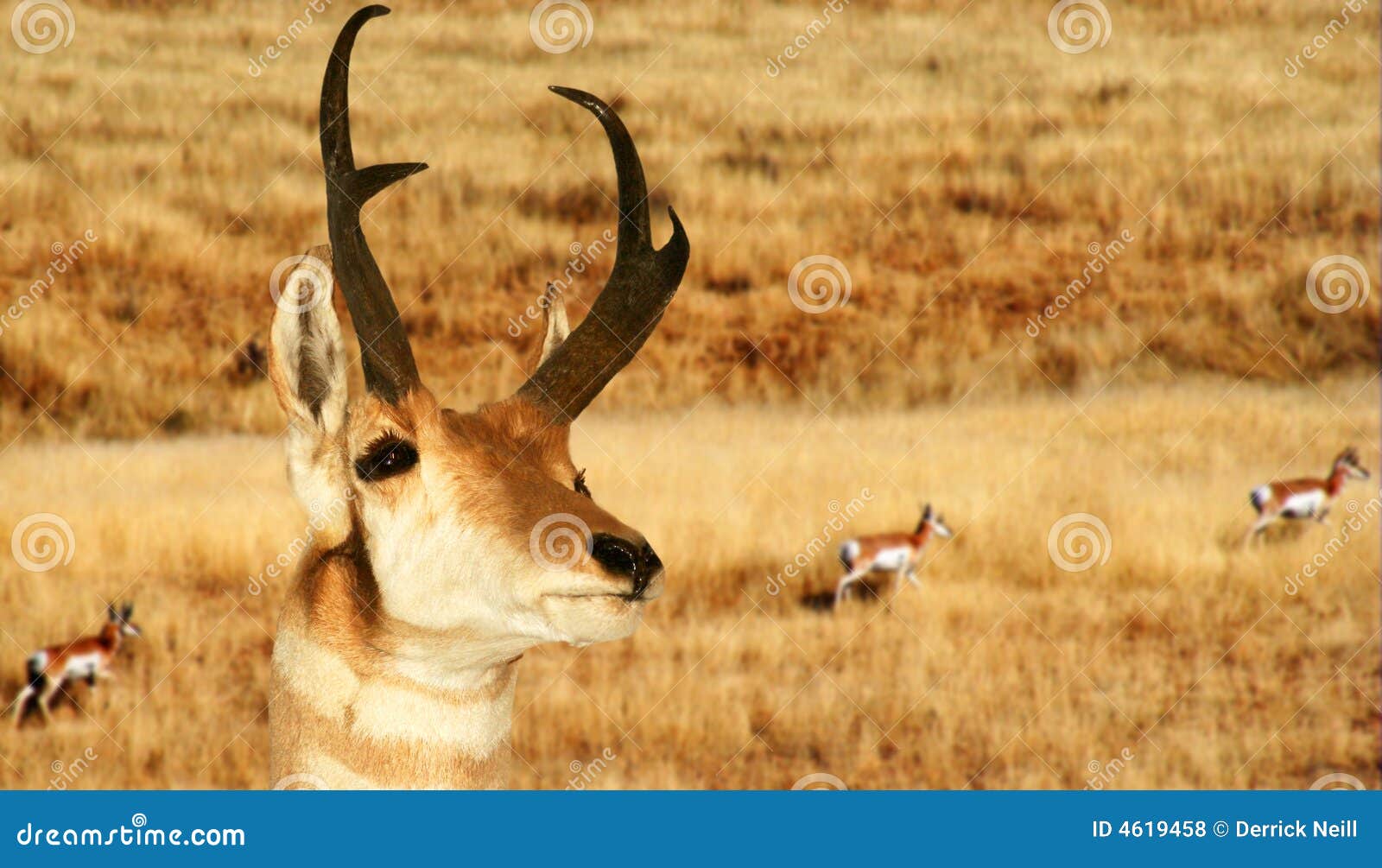 Une antilope de Pronghorn photo stock. Image du nature - 4619458