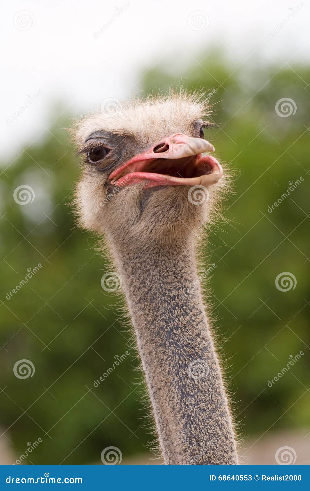 Une autruche adulte image stock. Image du sauvage, fond - 68640553