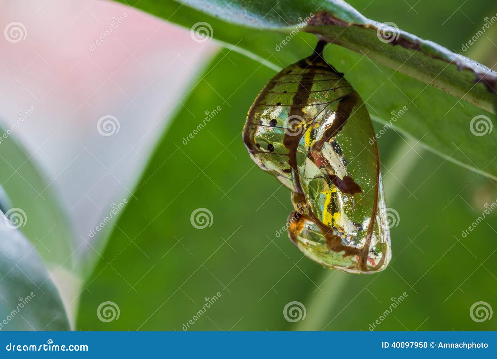 Une Belle Chrysalide De Monarque (plexippus De Danaus). Photo stock ...
