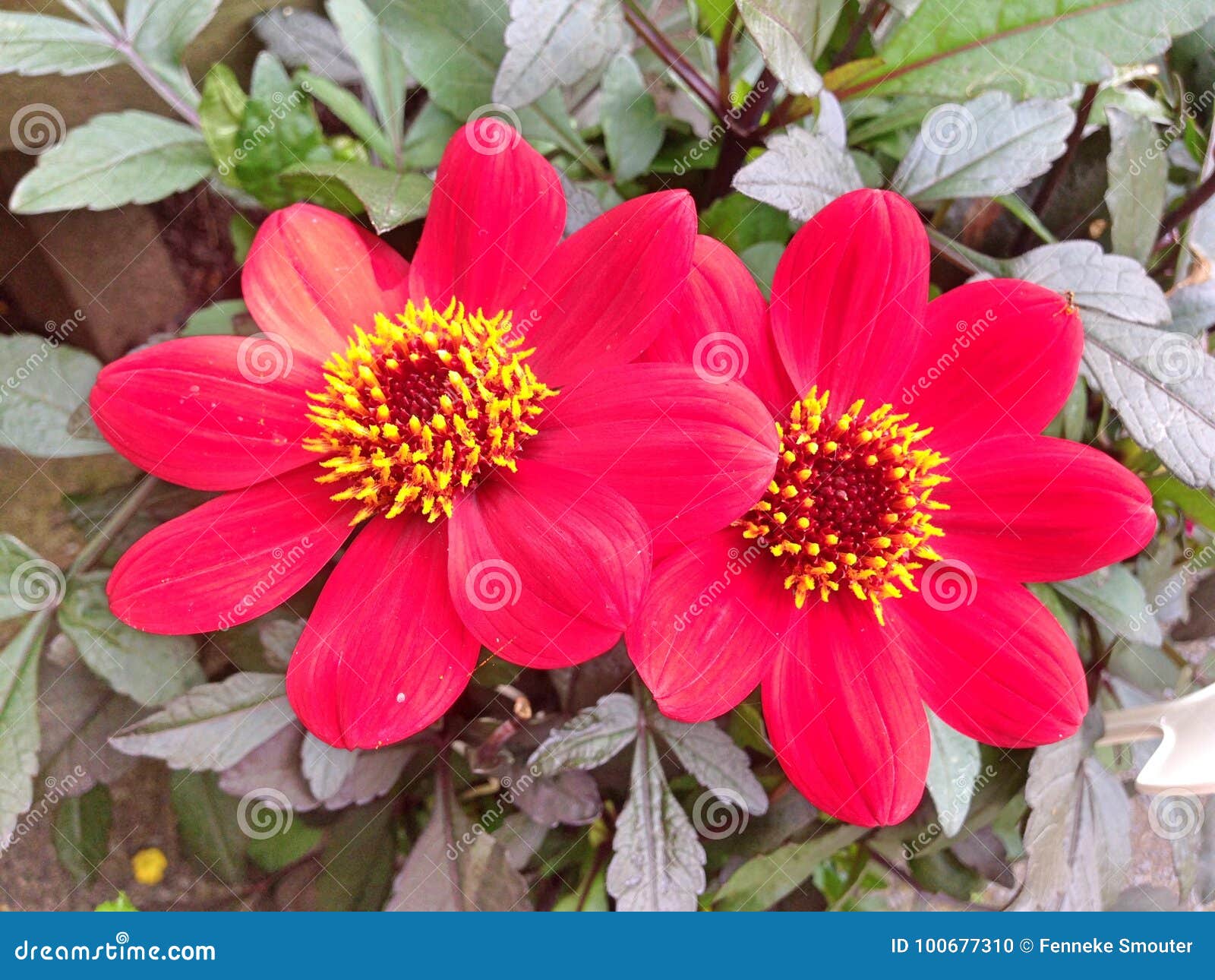 Une Belle Fleur Rouge Et Jaune De Dahlia Roxy Photo stock - Image du ...
