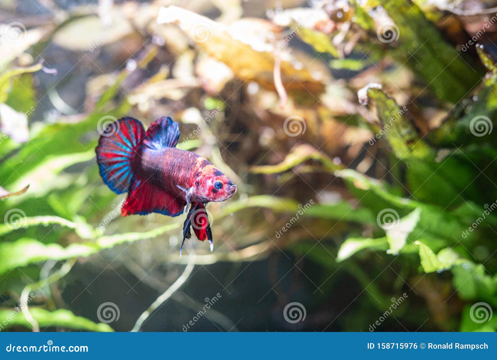 Une Betta Splendens Koi Bleue Rouge Photo stock - Image du races ...