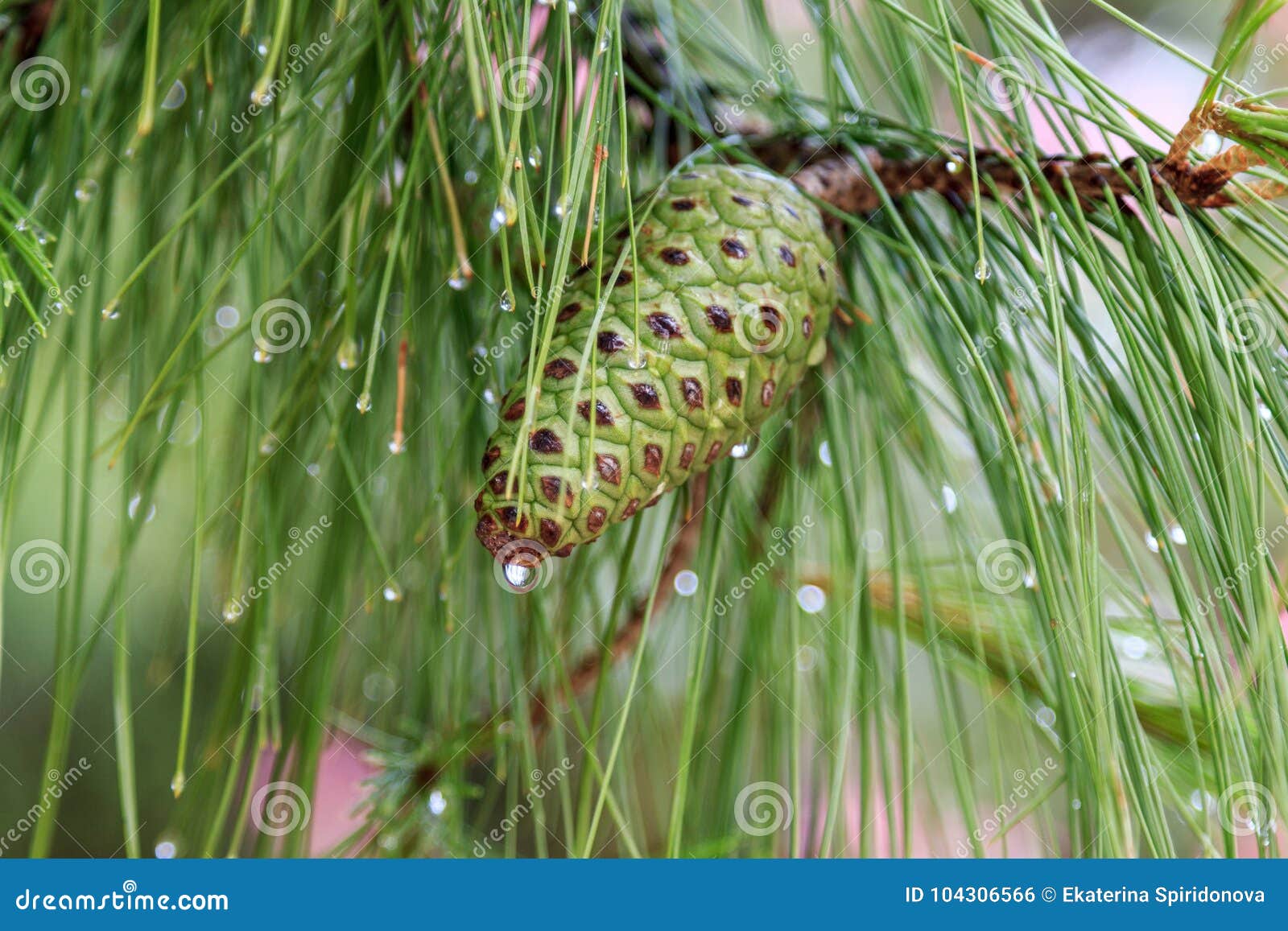 Une bosse sur l'arbre photo stock. Image du arbres, athènes - 104306566