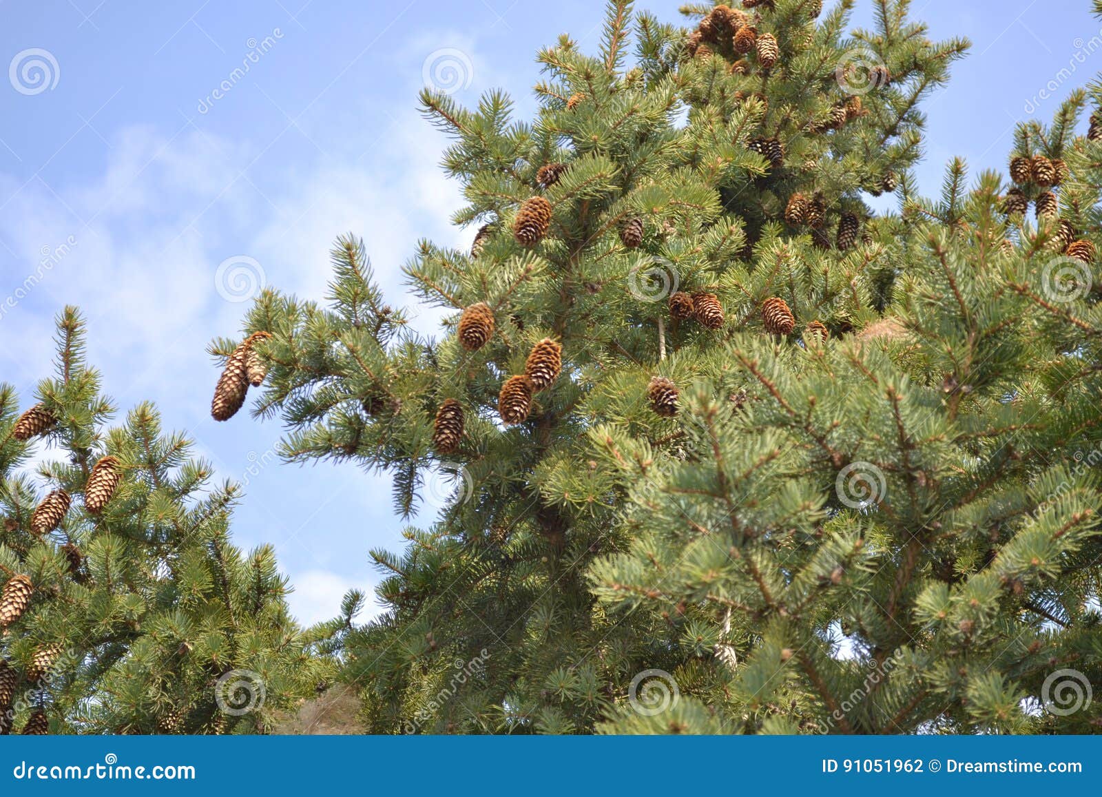 Une bosse sur l'arbre photo stock. Image du stationnement - 91051962