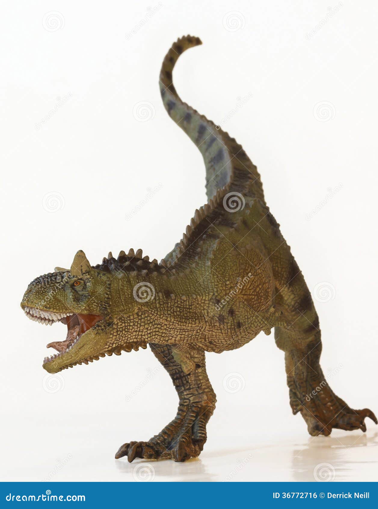 Une Chair Mangeant Le Dinosaure De Carnotaurus, Taureau Carnivore Photo ...
