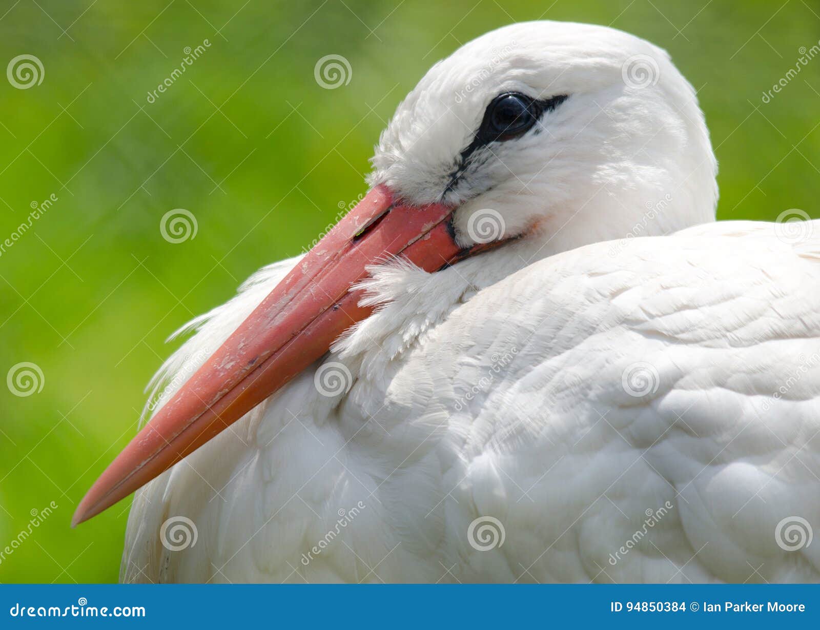 Une cigogne Ciconiiform photo stock. Image du zoos, animal - 94850384