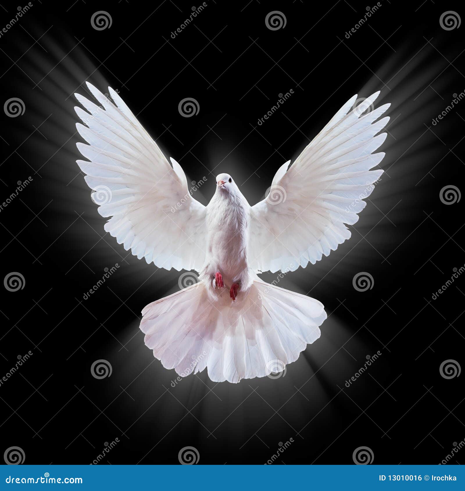 Colombes Blanches En Vol La Colombe