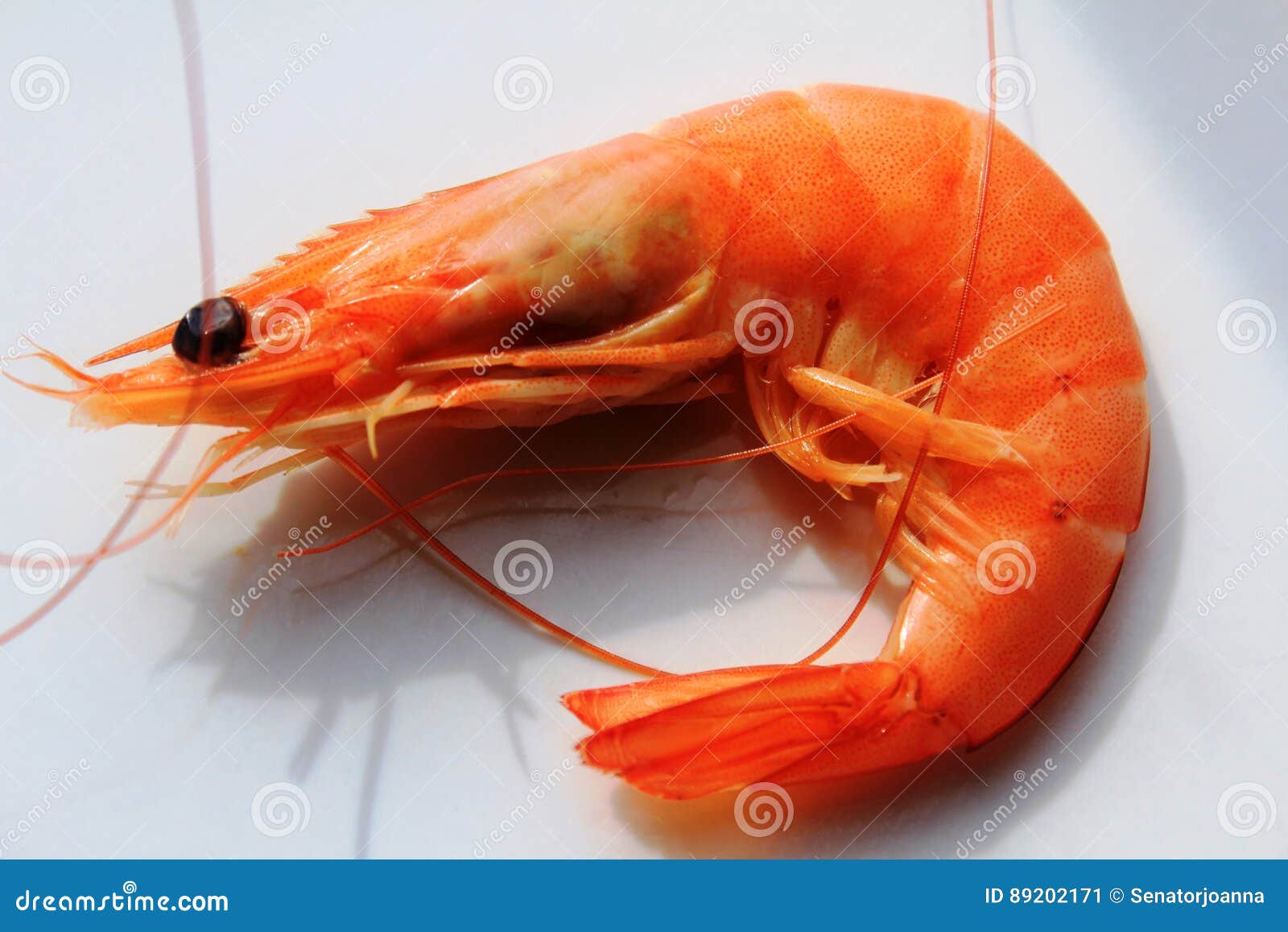 Une Crevette - Petite Crevette Rouge Image stock - Image du ...