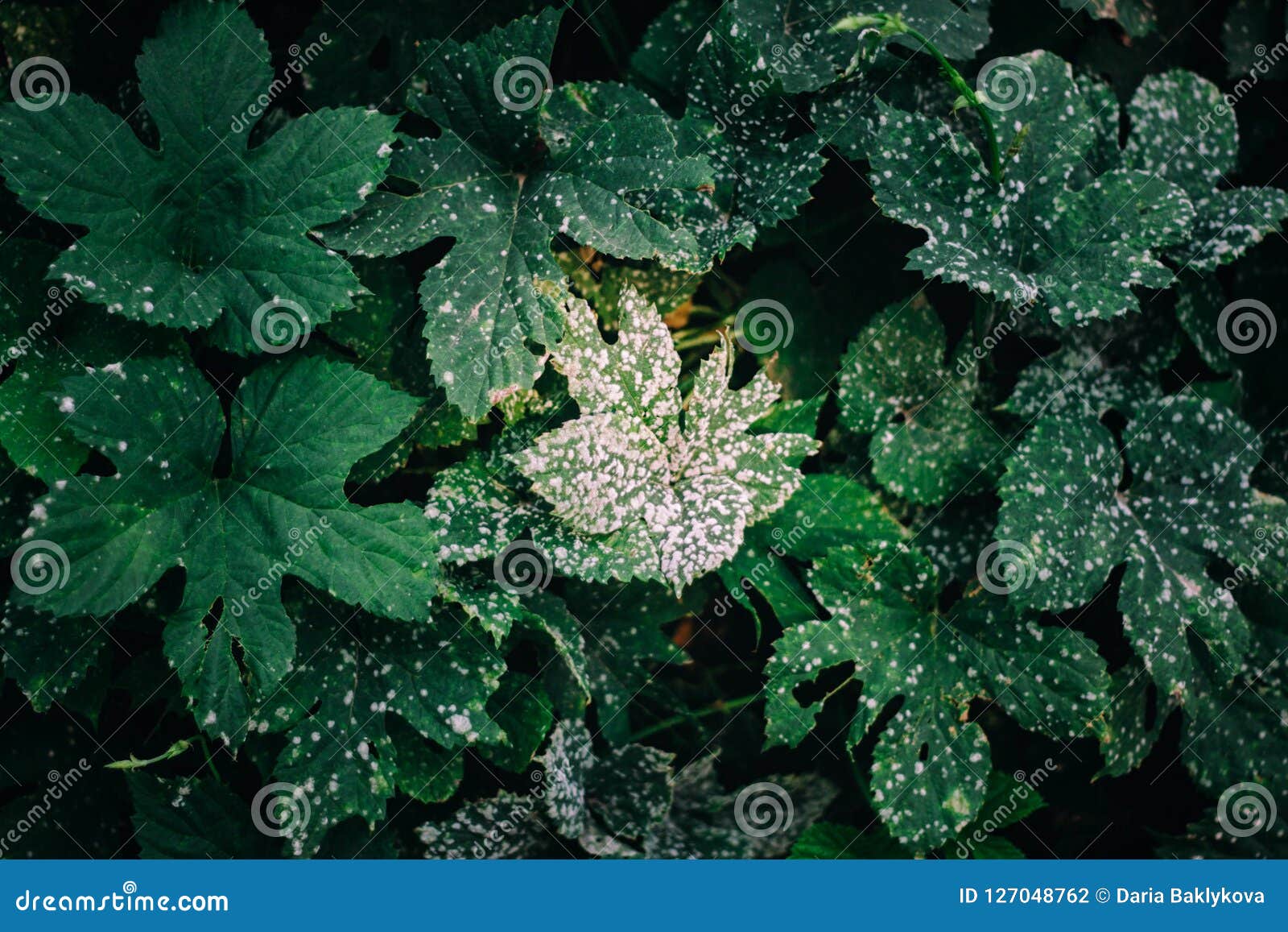 Une Feuille Malade Infecte Les Feuilles Autour Photo stock - Image du ...