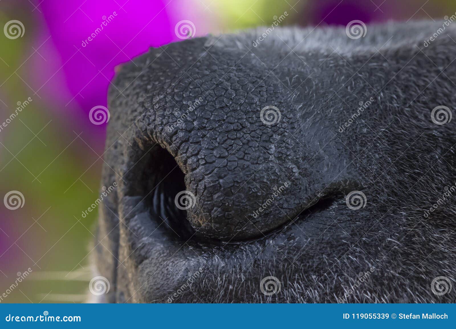 Une fin d'un nez de chiens image stock. Image du animal - 119055339