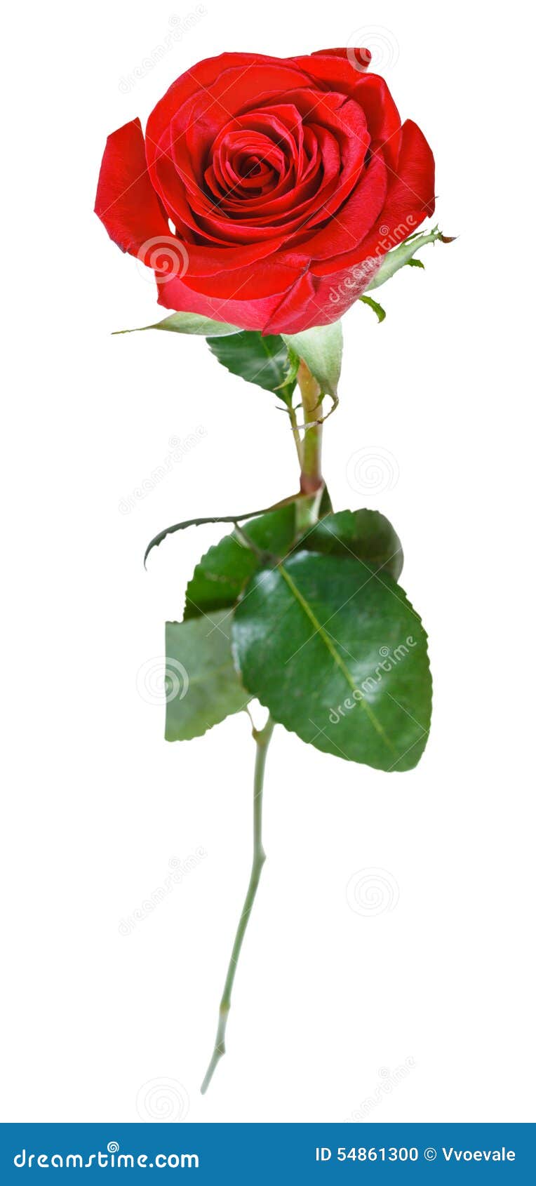 Une Fleur De Rose De Rouge D'isolement Sur Le Blanc Photo stock - Image ...