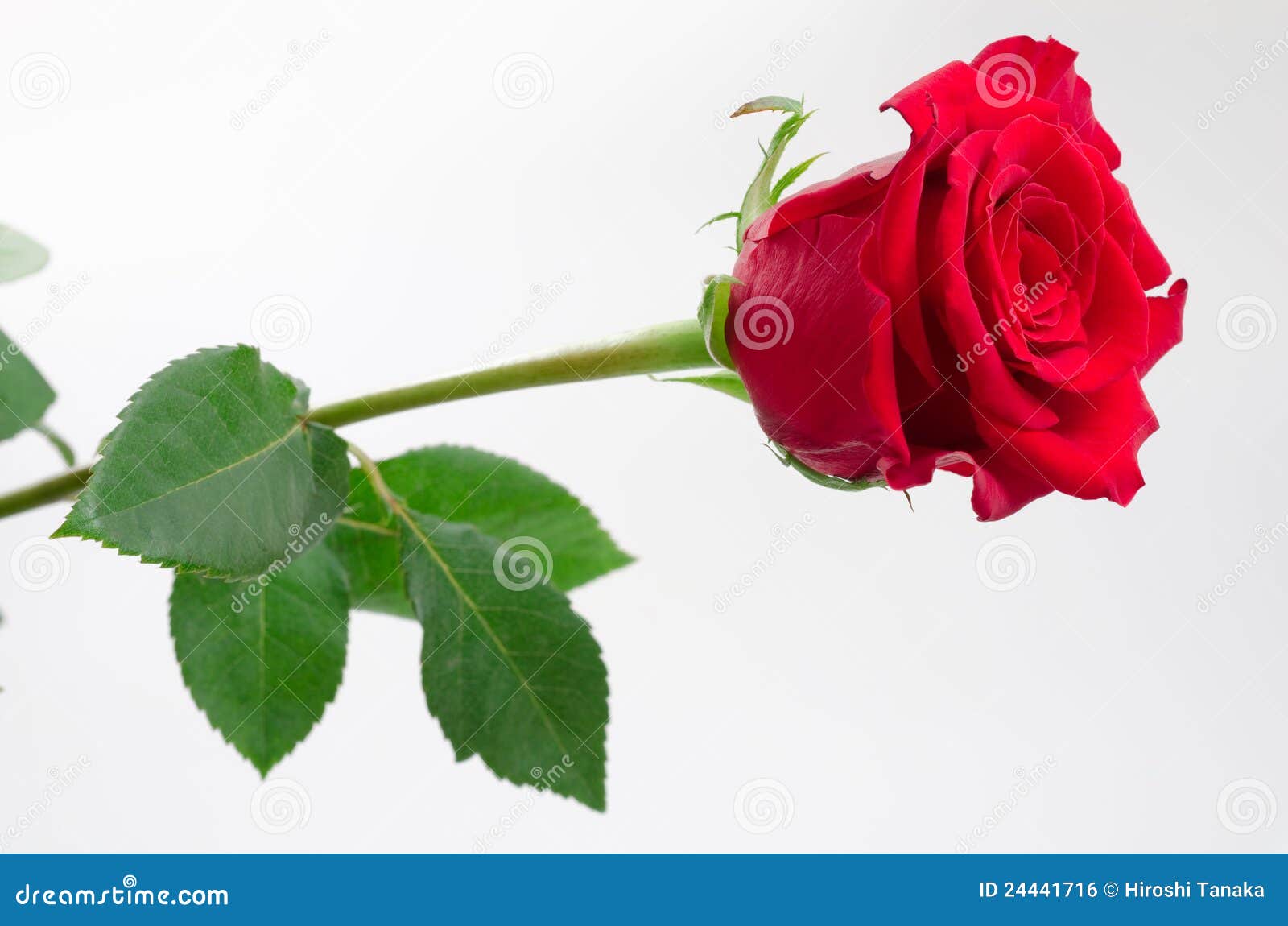 Une fleur rose photo stock. Image du durée, vert, lame - 24441716