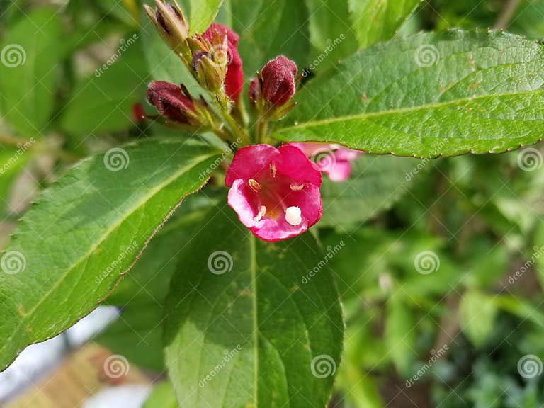 Une Fleur Rose Ouverte De Fleurs Photo stock - Image du commencer ...