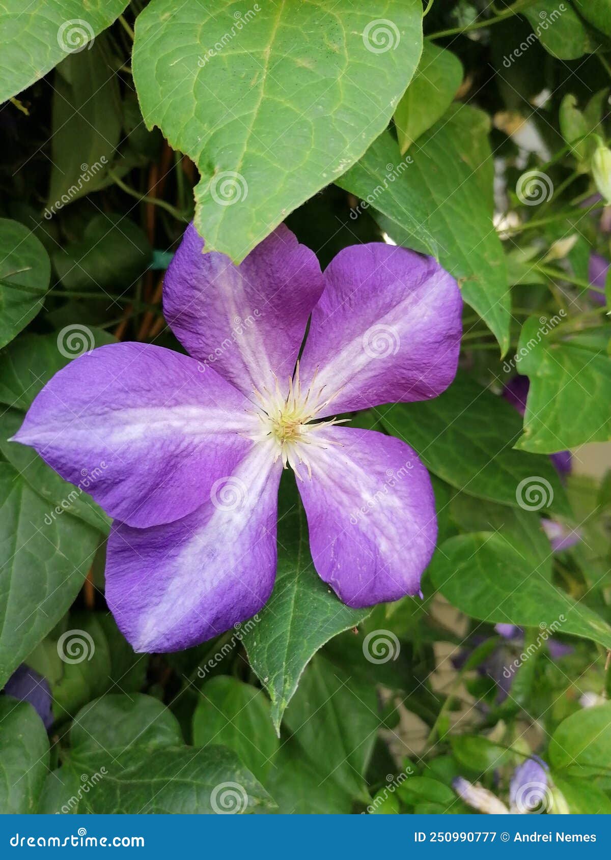 Une Fleur Violette D'une Plante Grimpante Image stock - Image du fleurs ...