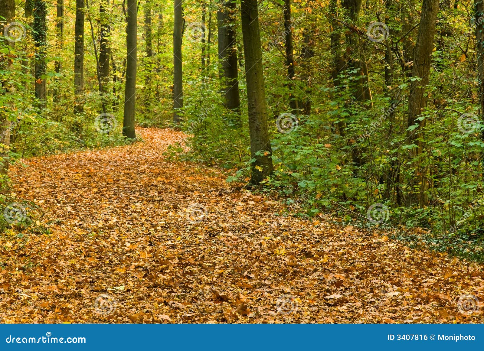 Une Forêt De Chêne Et D'érable Photo stock - Image du vert, scène: 3407816
