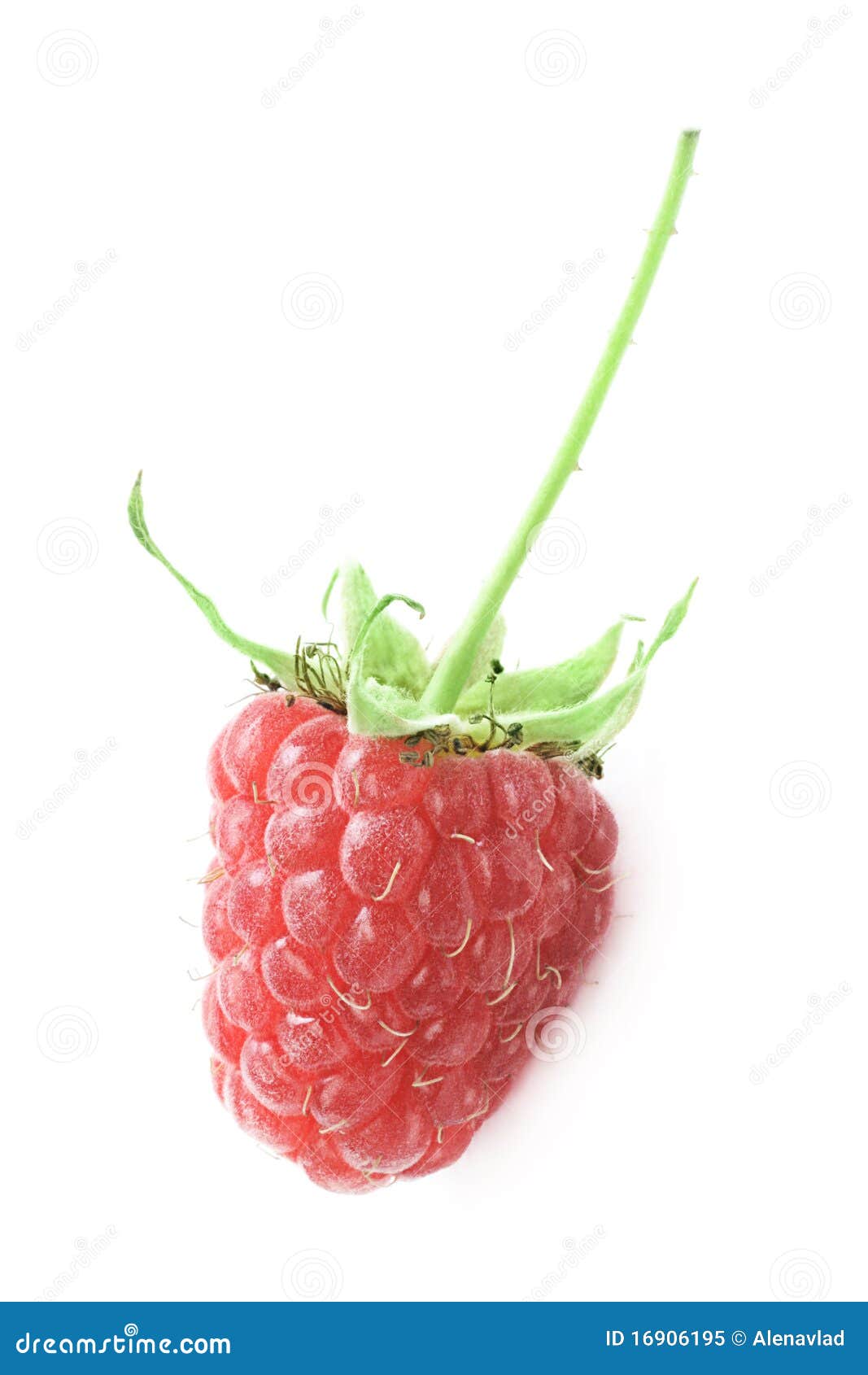 Une Framboise Organique Sur Le Blanc Image stock - Image du framboises ...