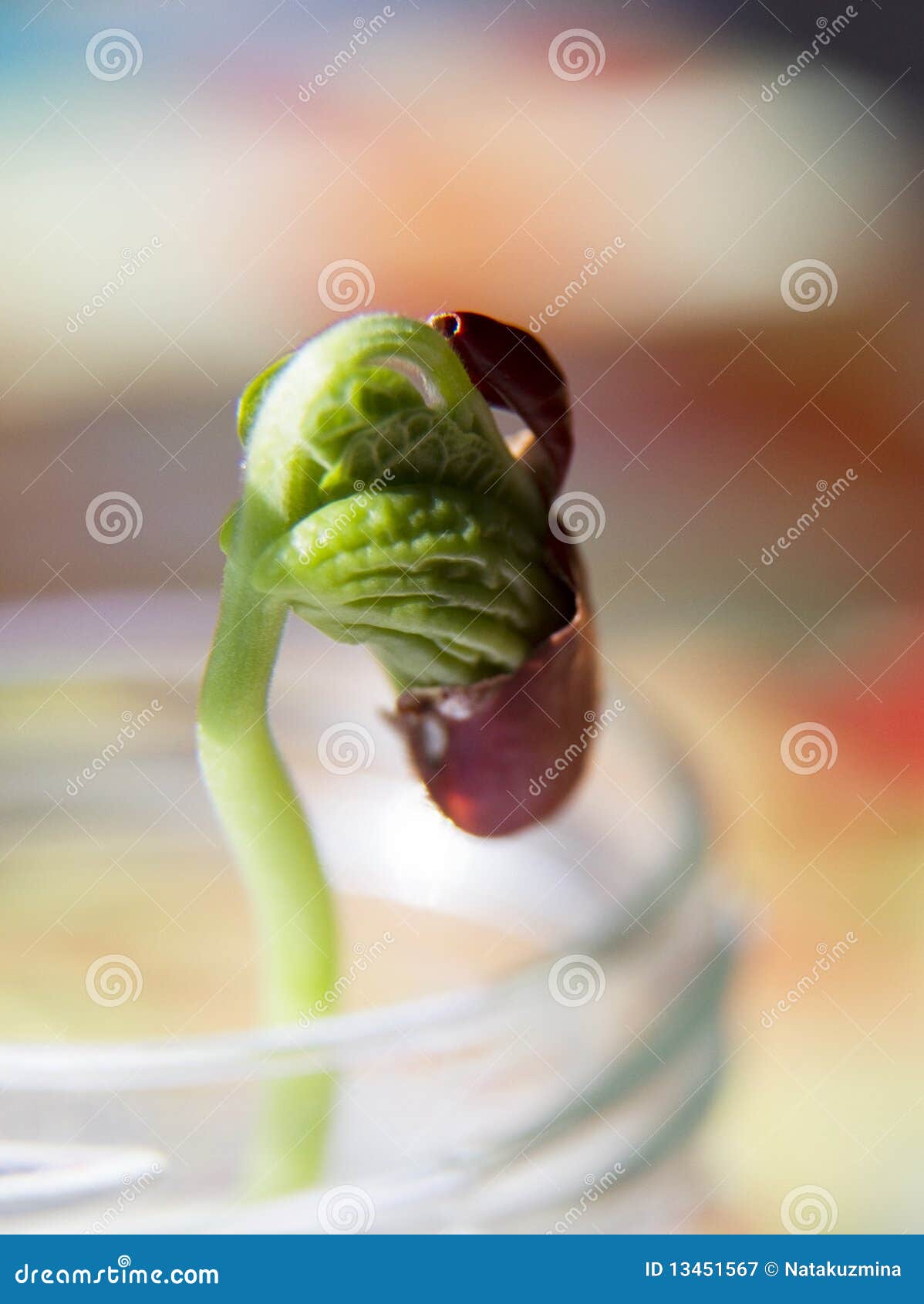 Une germination image stock. Image du haricot, germe - 13451567