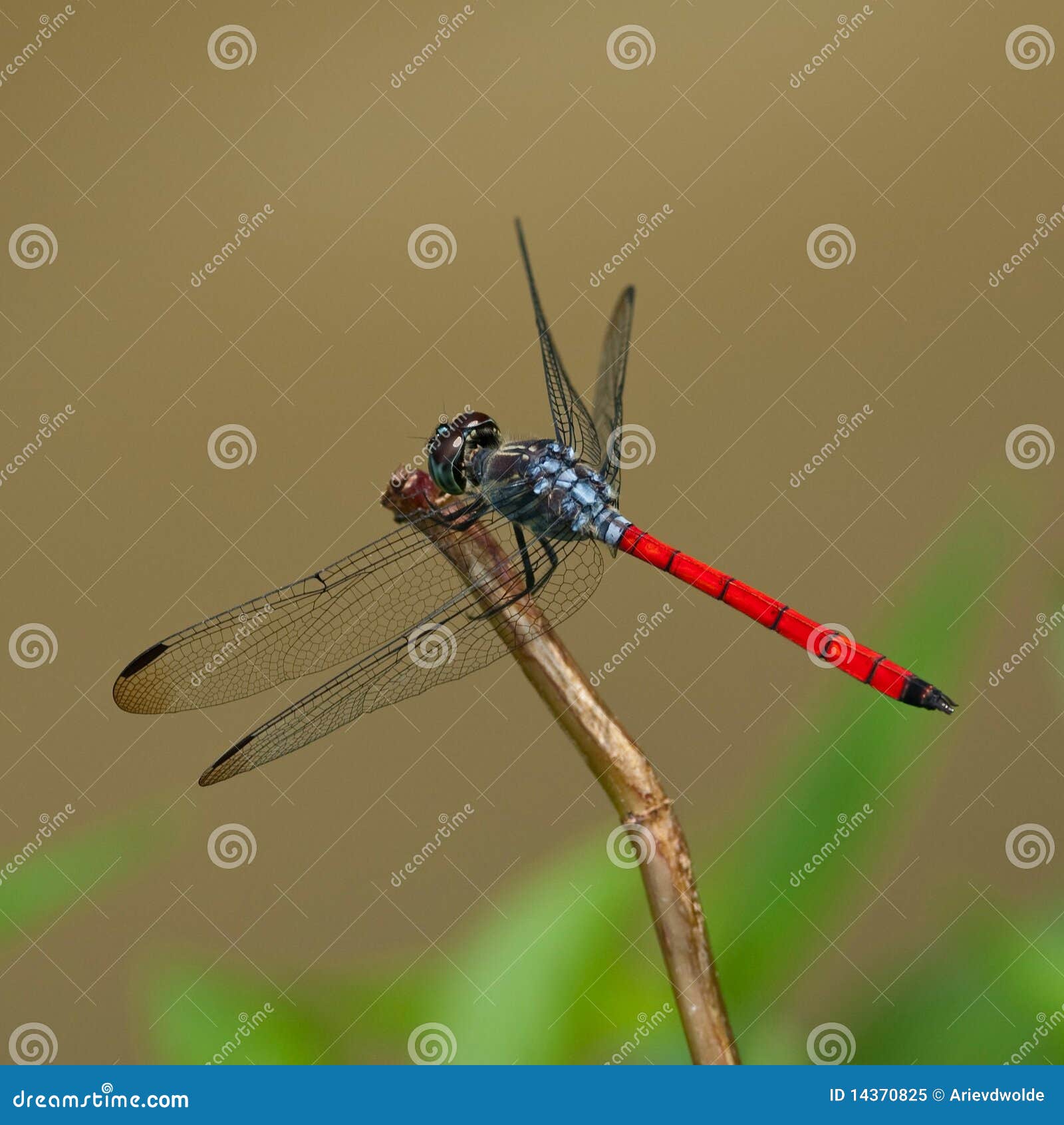 Une Libellule De Rouge Bleu Image stock - Image du patte, stationnement ...