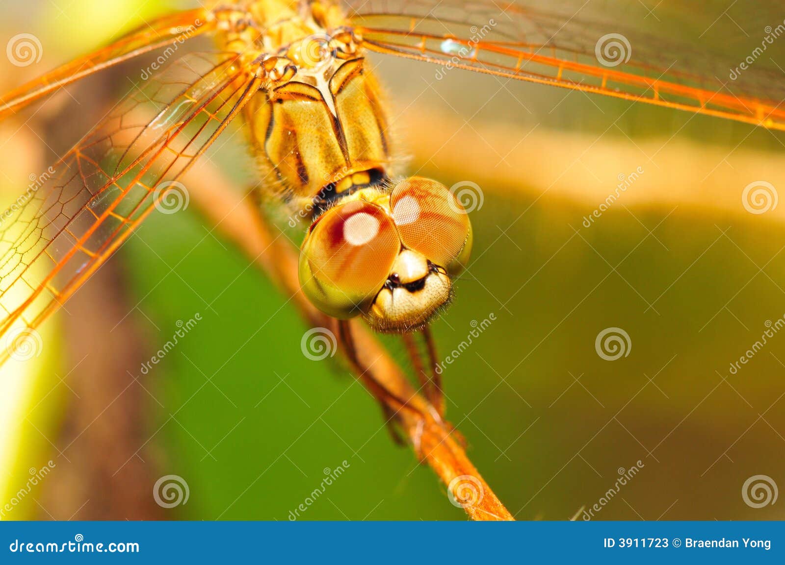 Une libellule orange image stock. Image du fond, libellule - 3911723