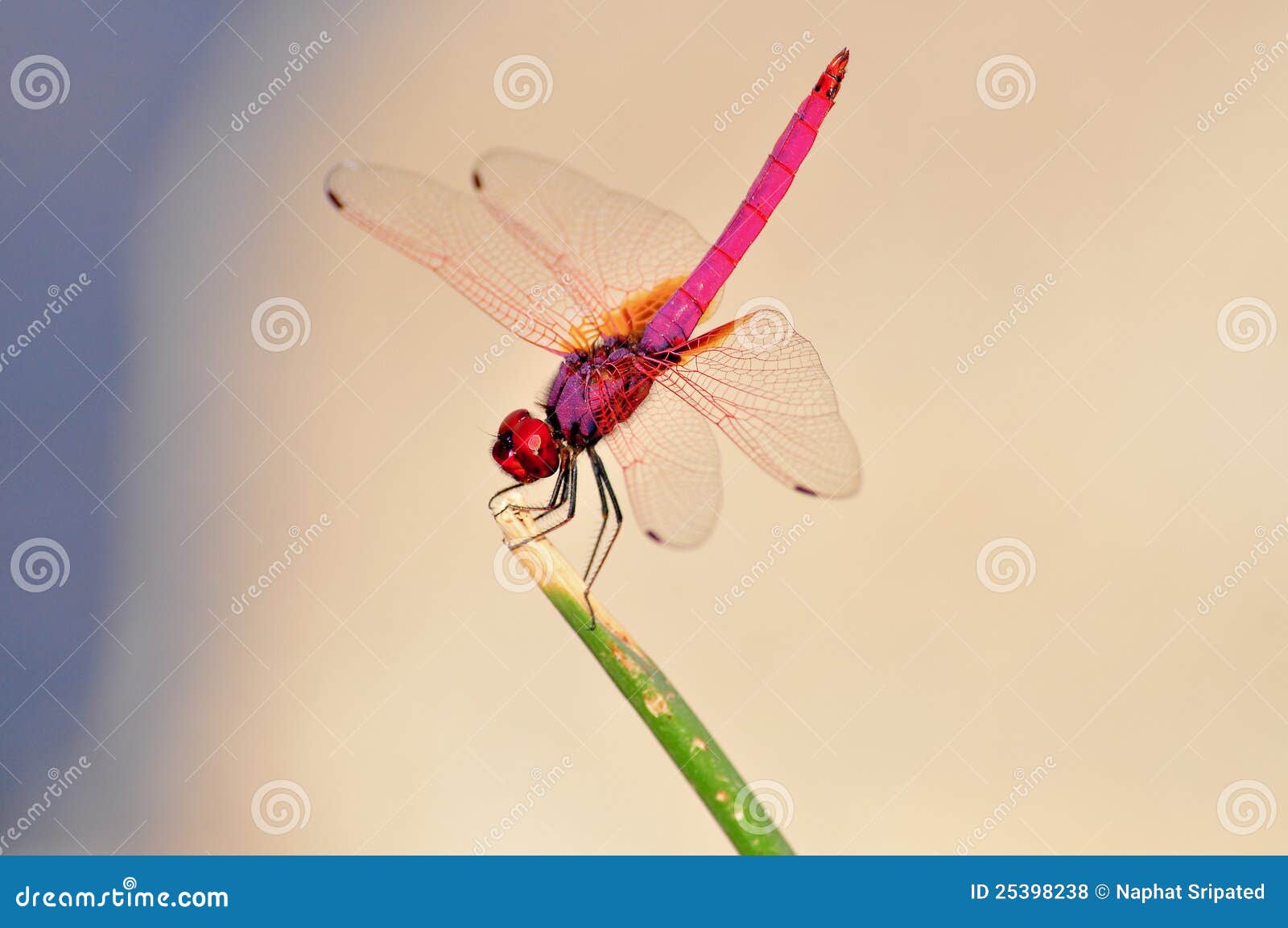 Une libellule rose photo stock. Image du centrale, fond - 25398238