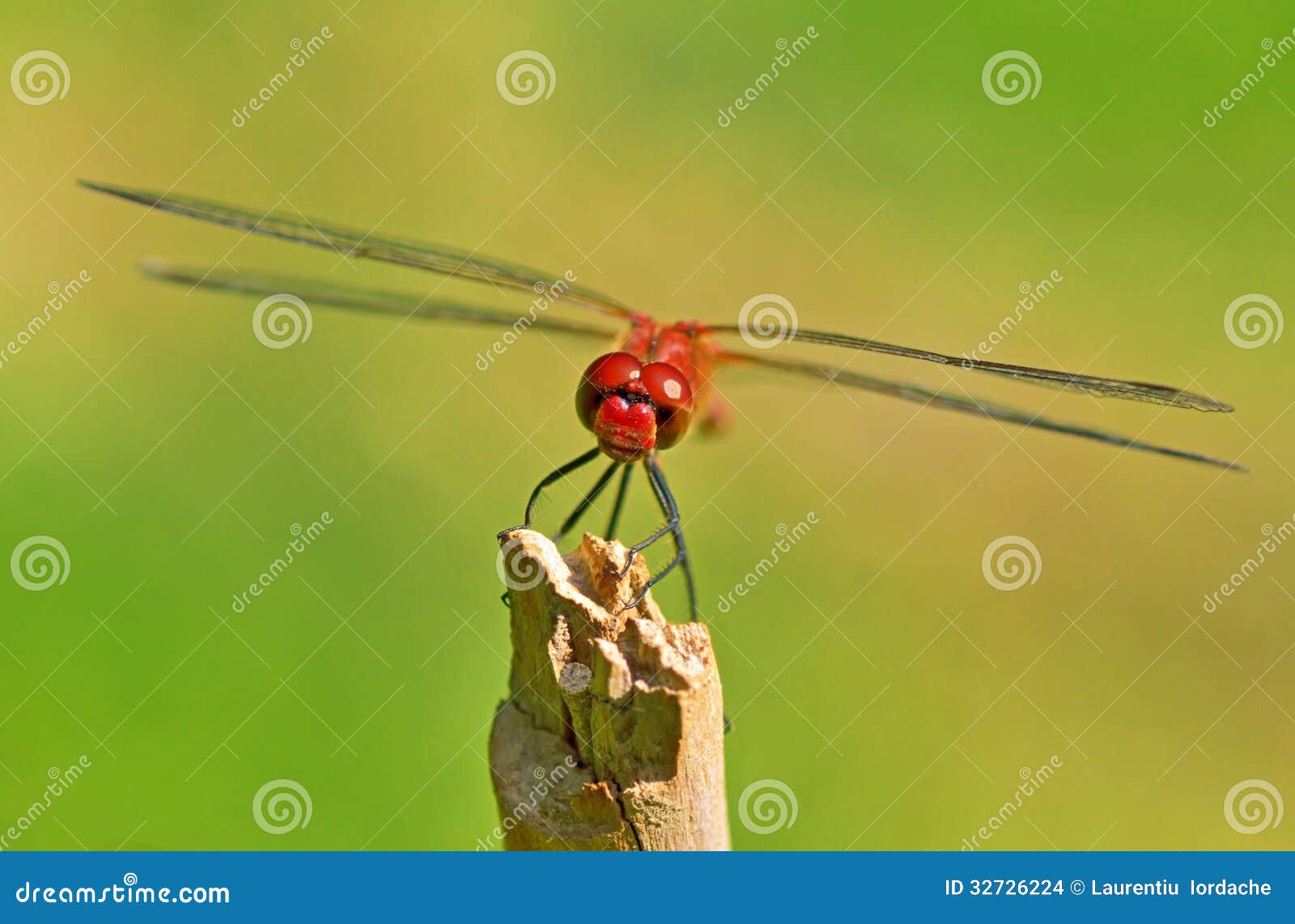 Une libellule rouge photo stock. Image du flore, abdomen - 32726224