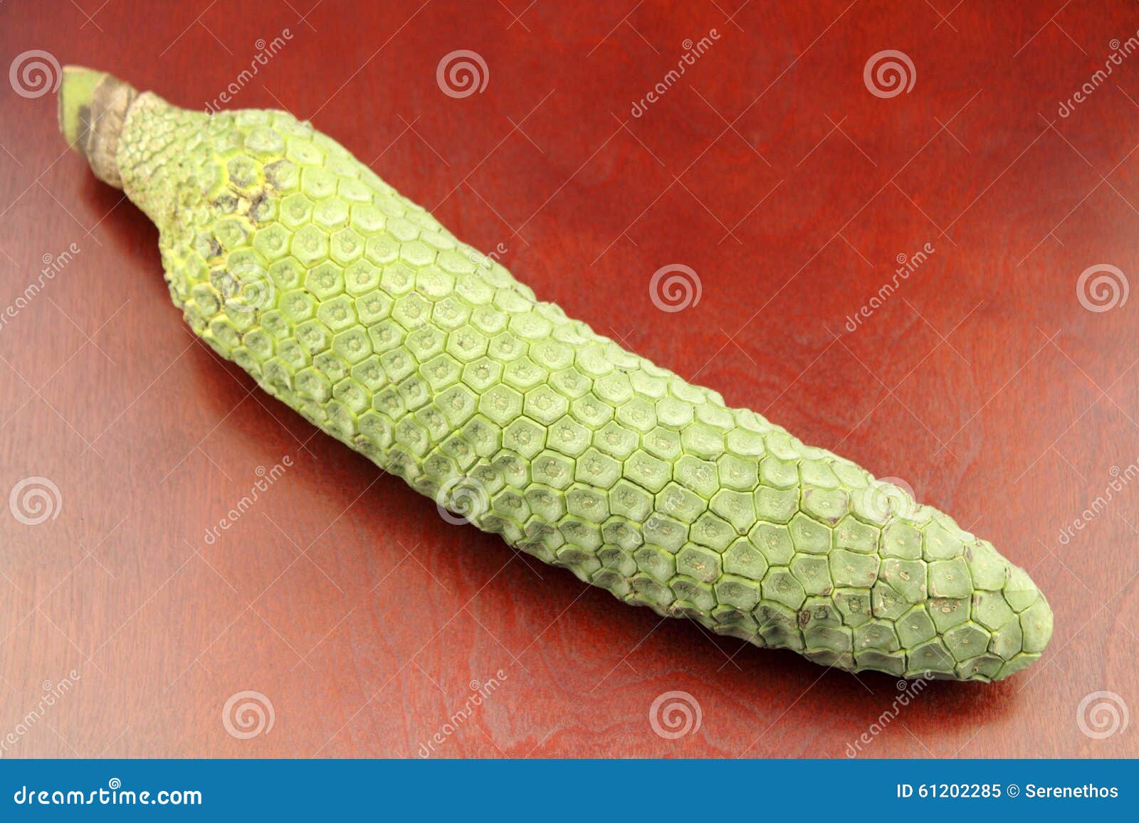 Une Longue Maturation Du Fruit De Monstera Deliciosa Image stock ...