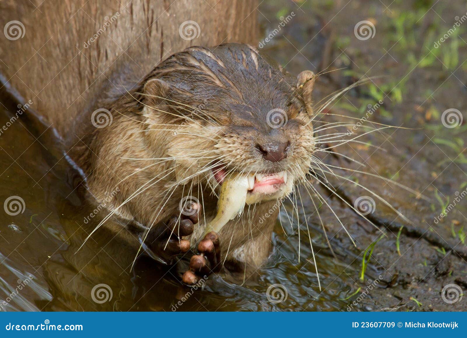 Une Loutre Mange Des Poissons Image stock - Image du actif, niveau ...
