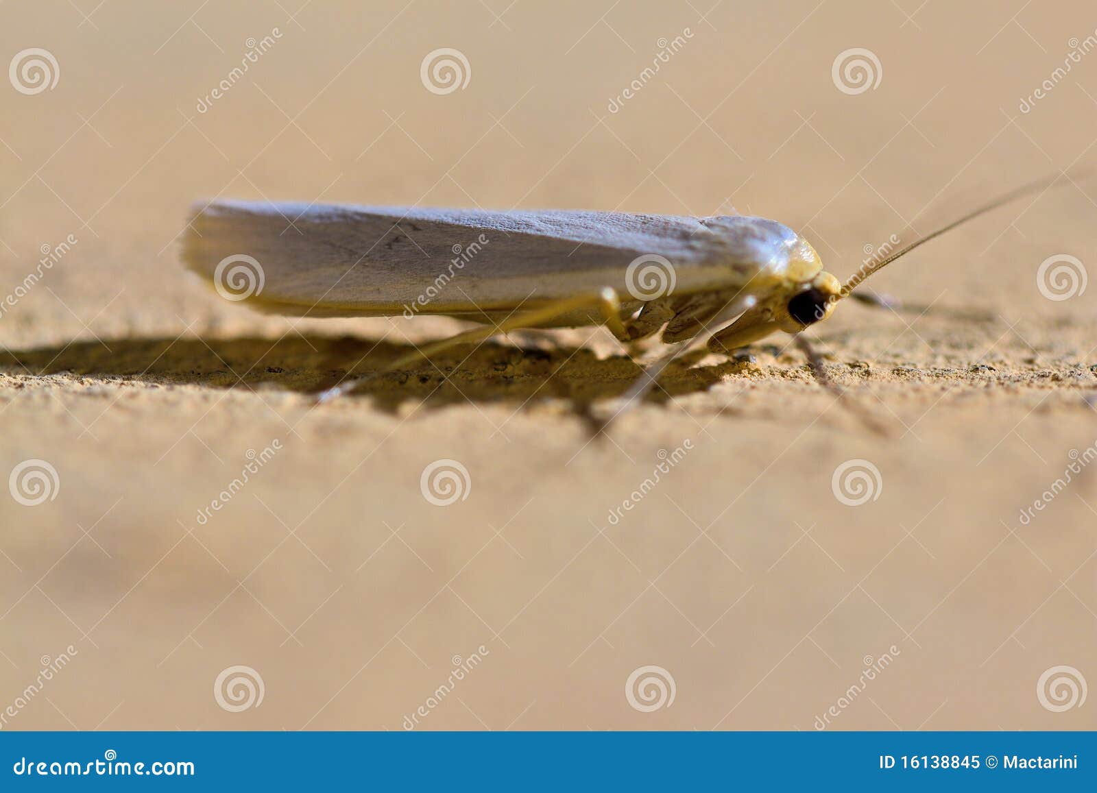 Une mite image stock. Image du nuit, nature, insectes - 16138845