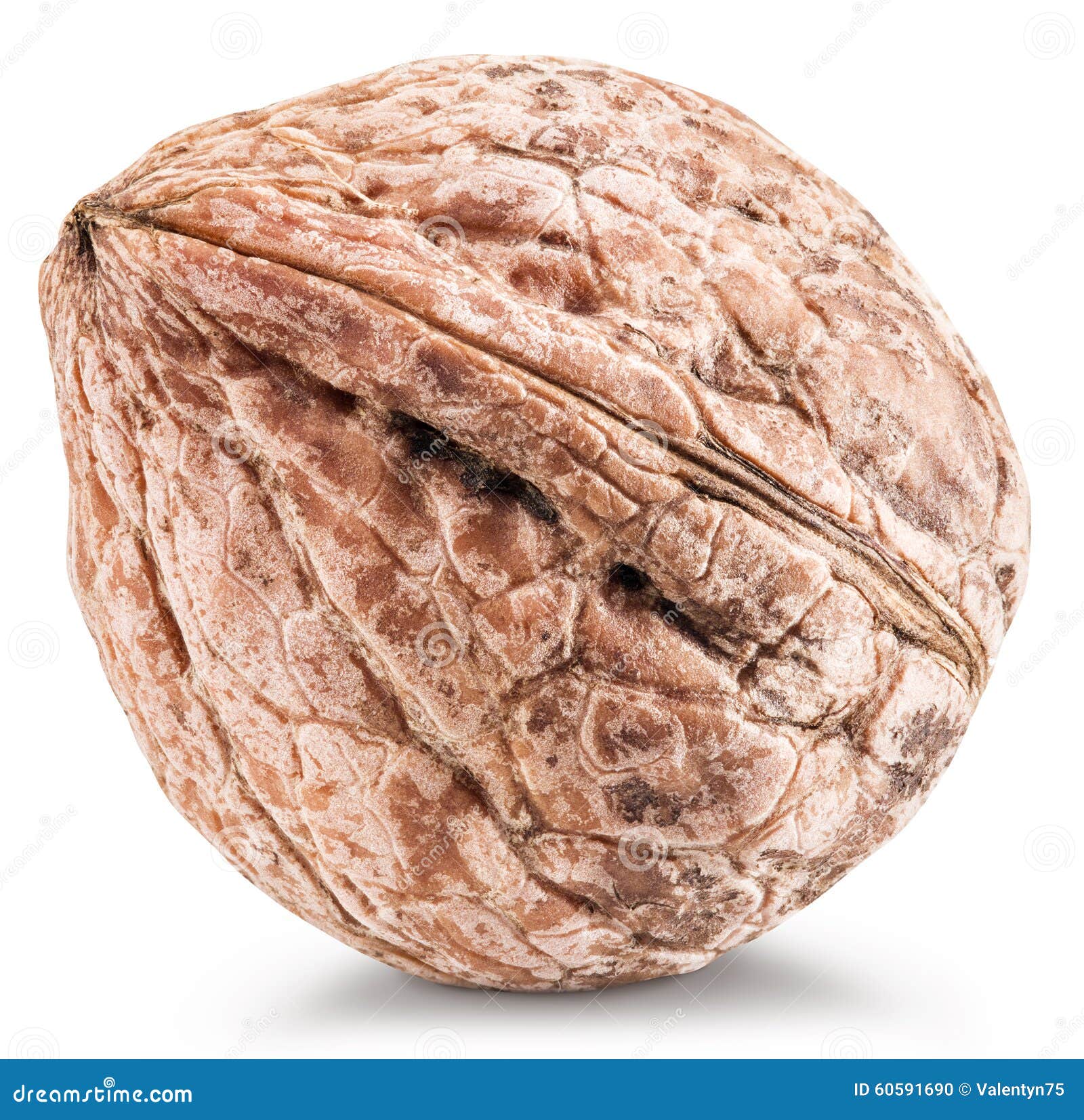 Une noix entière photo stock. Image du fond, blanc, isolement - 60591690