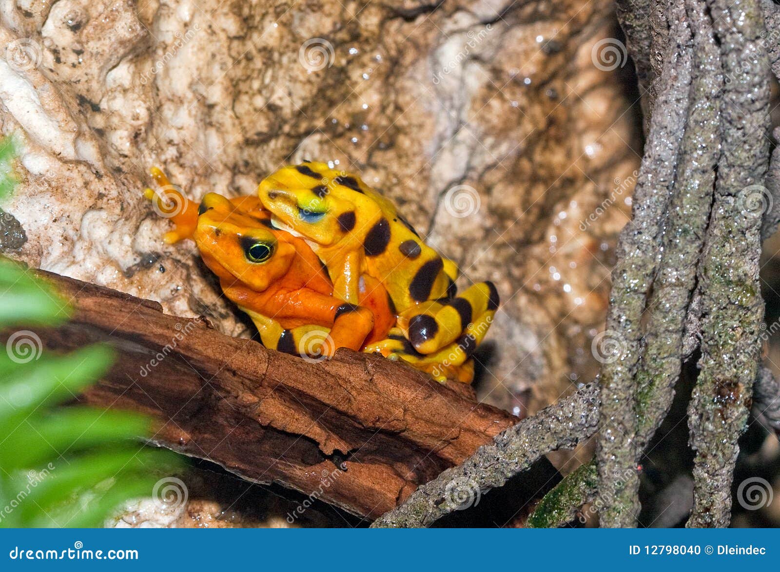 Une Paire De Accouplement De Crapauds Mis En Danger Photo stock - Image ...