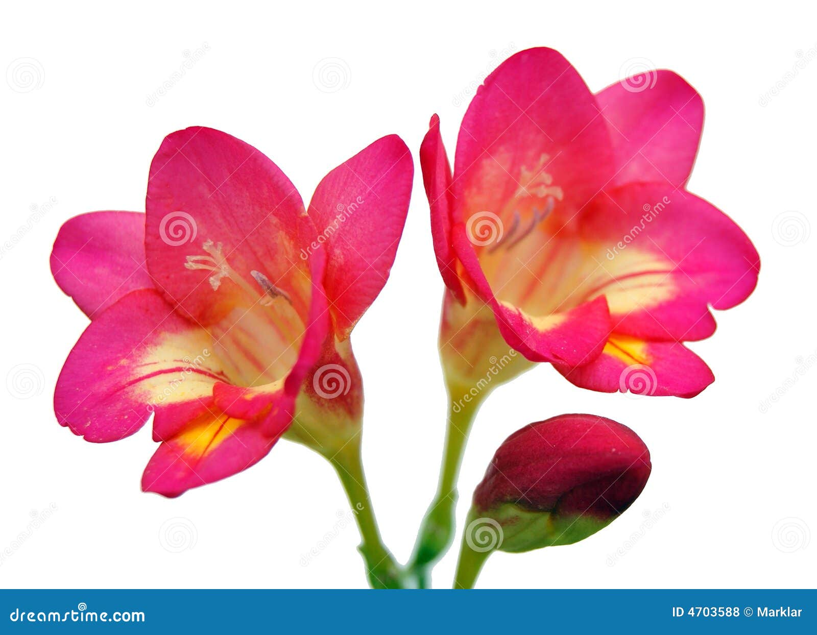 Une Paire De Fleurs De Freesia Photo stock - Image du douceur, lumineux ...