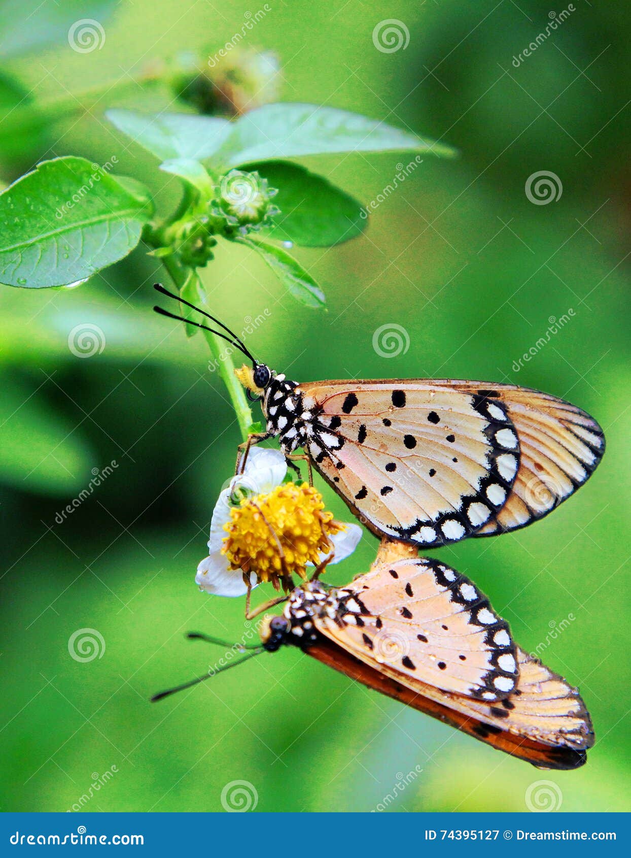 Une Paire De Papillons De Accouplement Image stock - Image du pluie ...