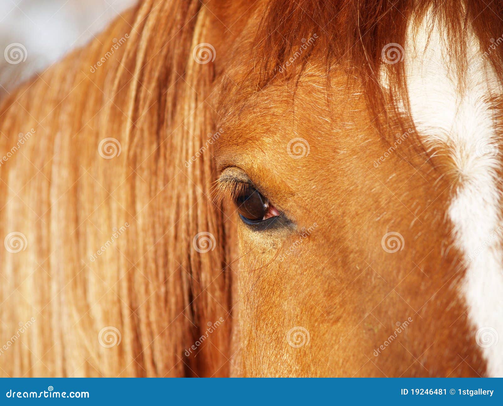 Une Partie D'un Visage De Cheval (2) Image stock - Image du cheval ...