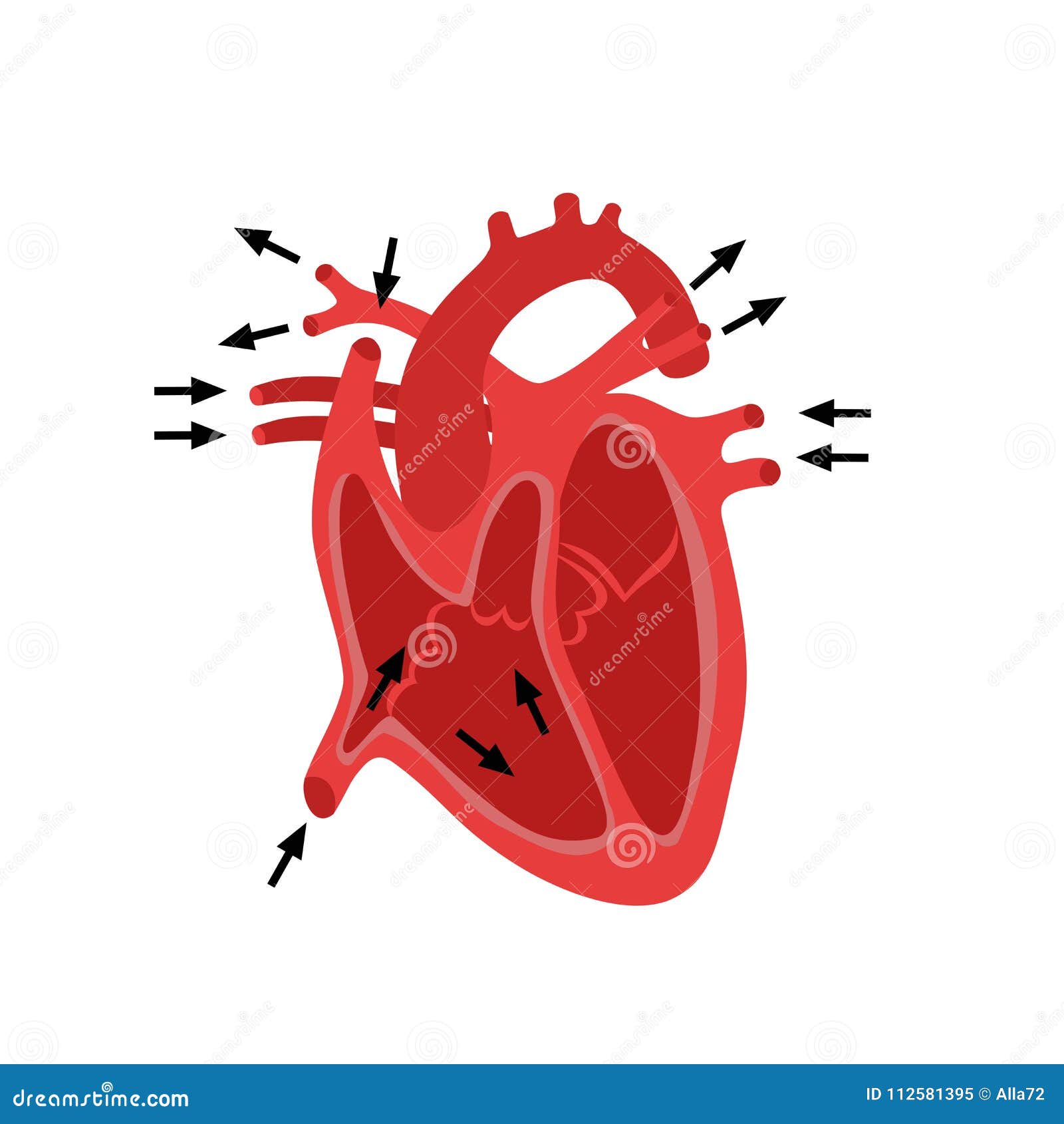 Une Partie Du Coeur Humain Anatomie Diastole Et Systole Remplir Et Pomper Du Diagramme